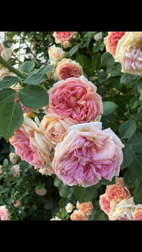 Rosa Alchymist C5 Klängros - Spakarps plantskola