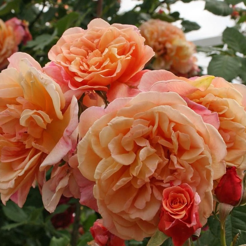 Rosa Kordes Aloha c5 Klätterros - Spakarps plantskola