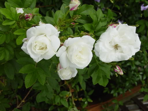 Rosa rugosa Marie Bugnet c5 Rugosaros - Spakarps plantskola