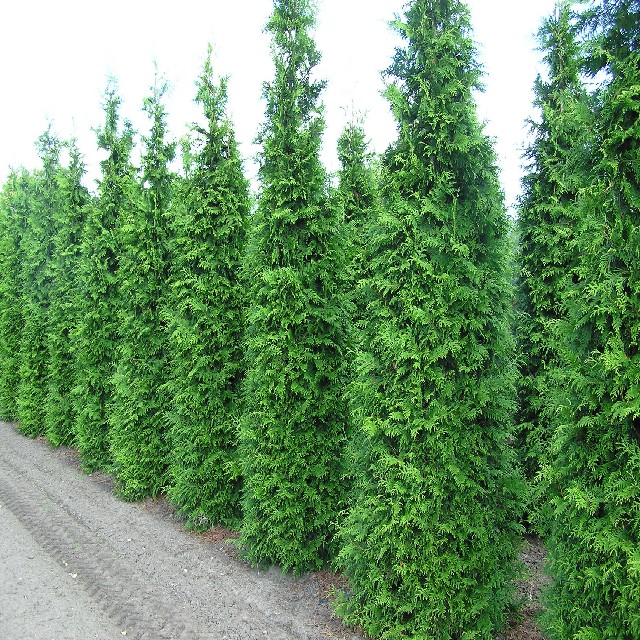 Thuja plicata Martin 200-225 kl Plicatathuja - Spakarps plantskola
