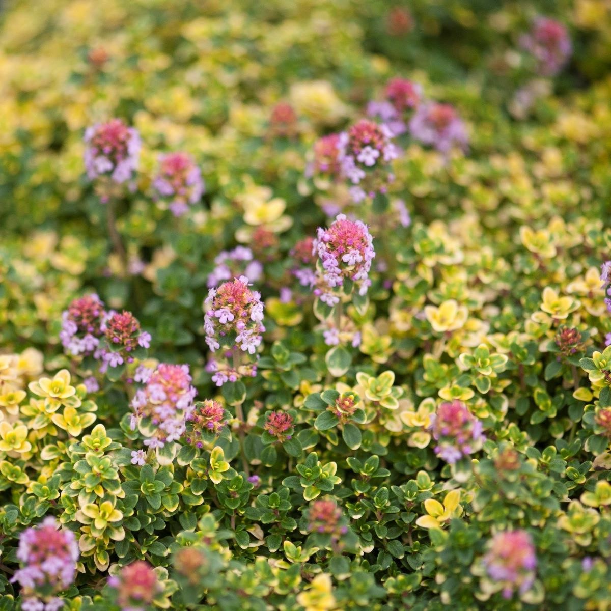 Thymus Doone valley p9 Citrontimjan - Spakarps plantskola