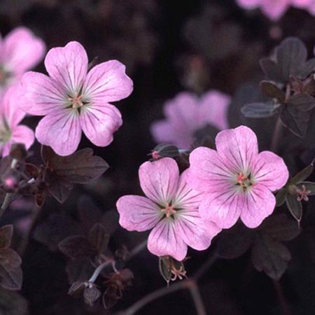 Geranium Dusky Crug P13 Trädgårdsnäva - Spakarps plantskola