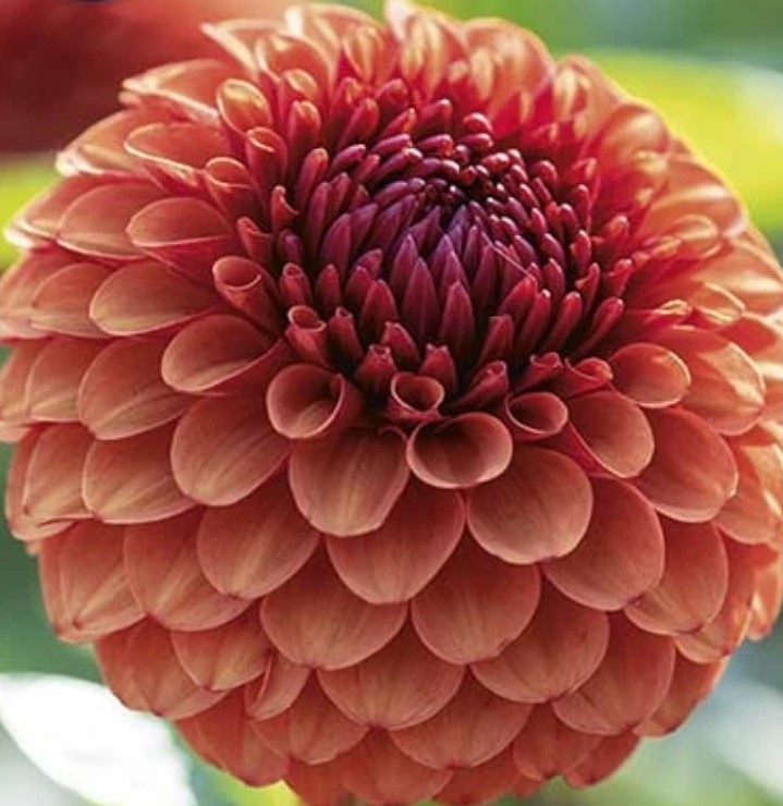 Dahlia Brown Sugar - Spakarps plantskola