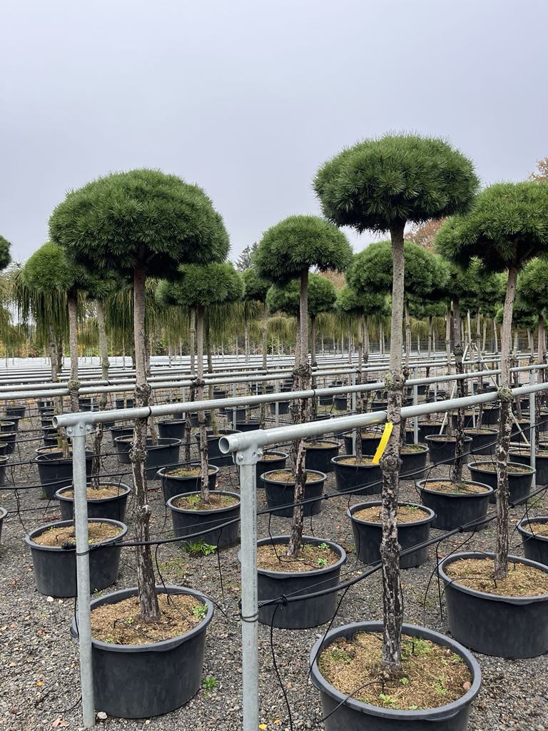 Pinus mugo Benjamin stam 120 Bergtall på stam - Spakarps plantskola