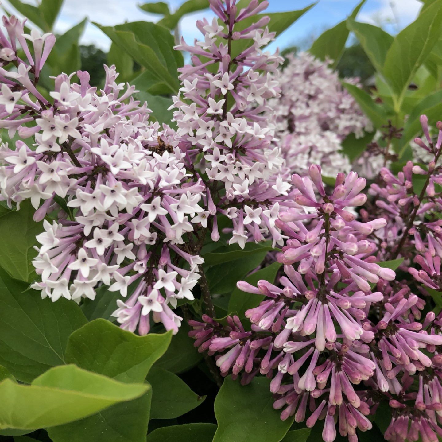 Syringa pubescens ssp. patula Miss Kim 50-60 c10 - Spakarps plantskola